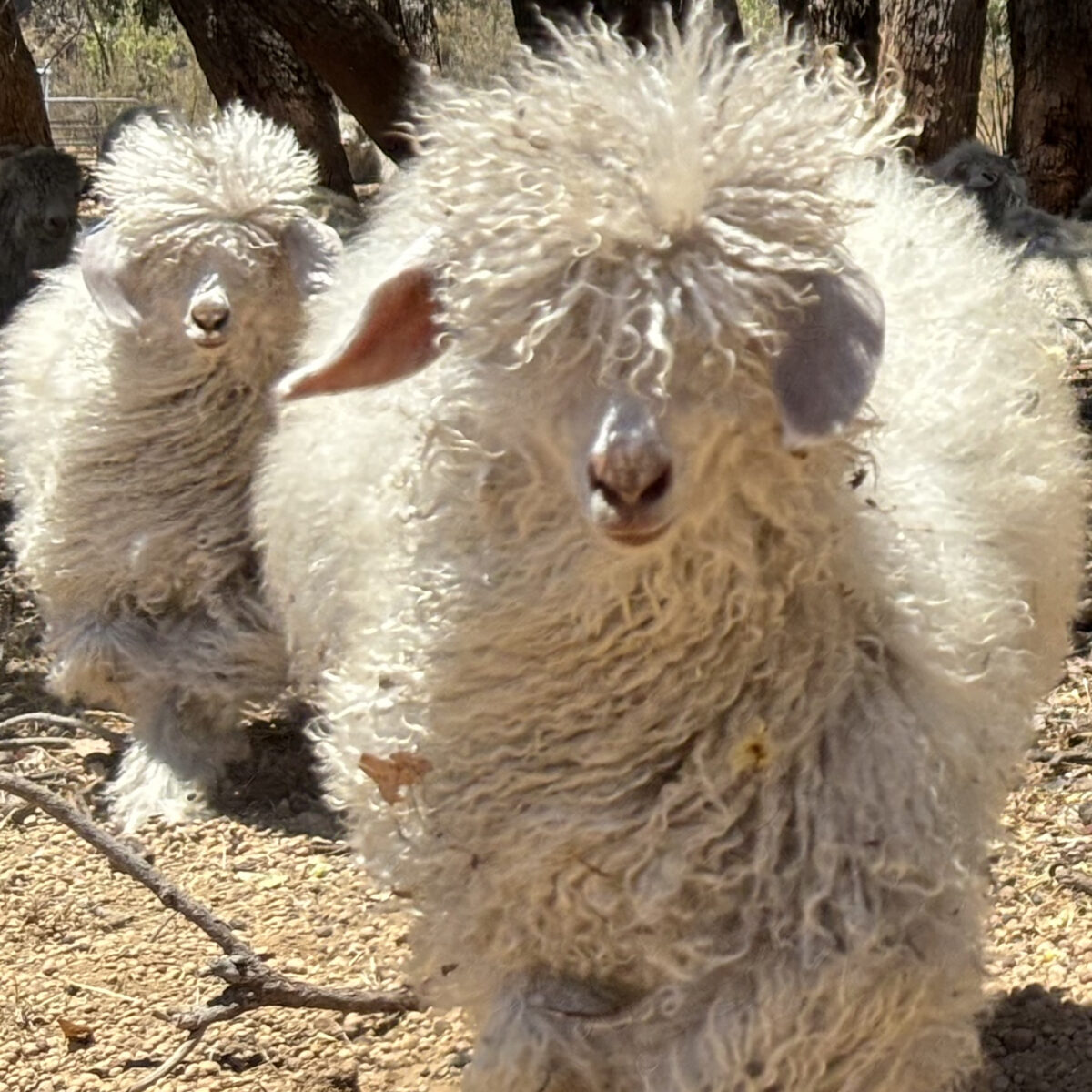 SRS Angora Goats - SRS Genetics
